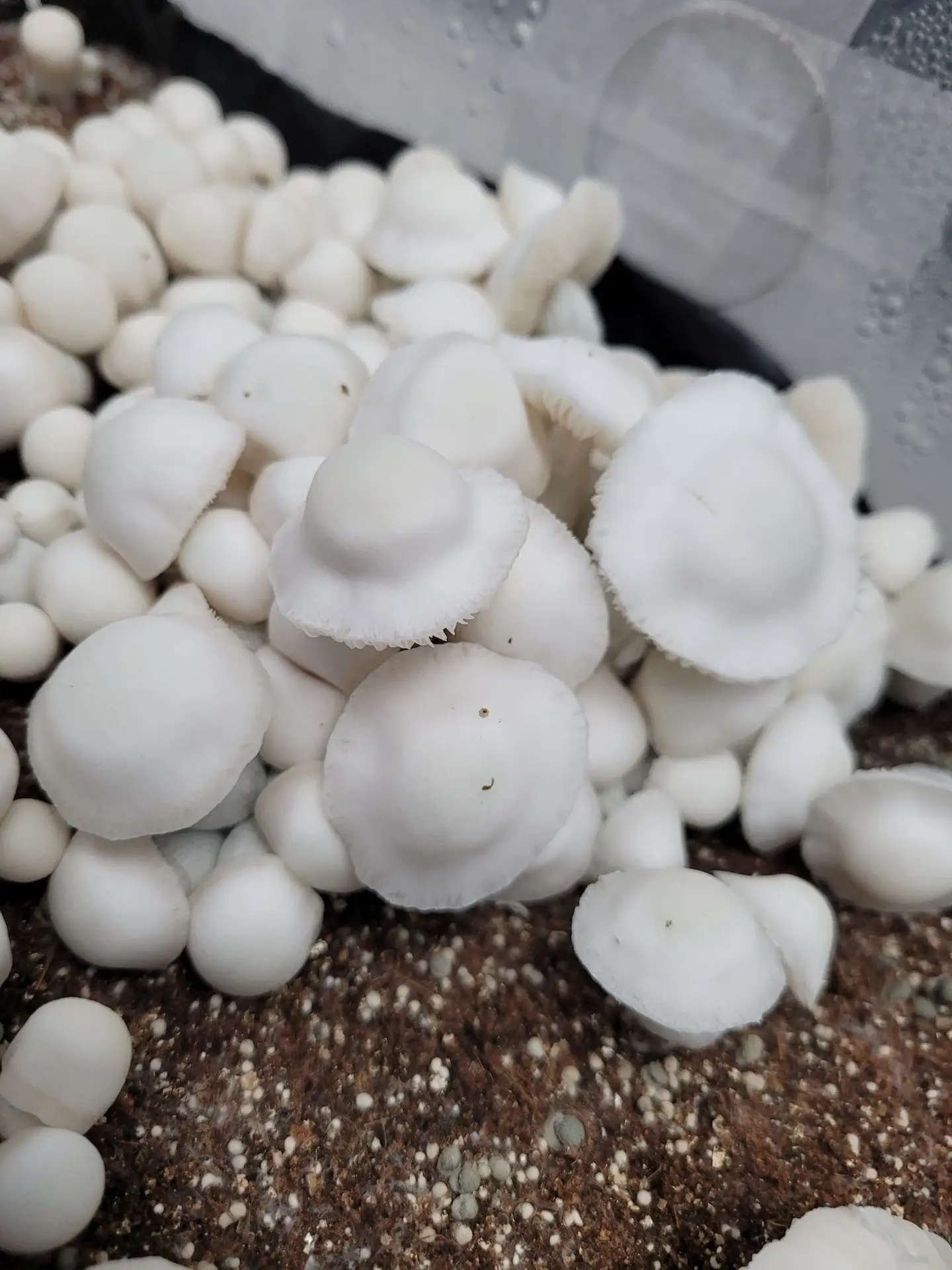 Understanding Psilocybin Spores - The Spore Depot